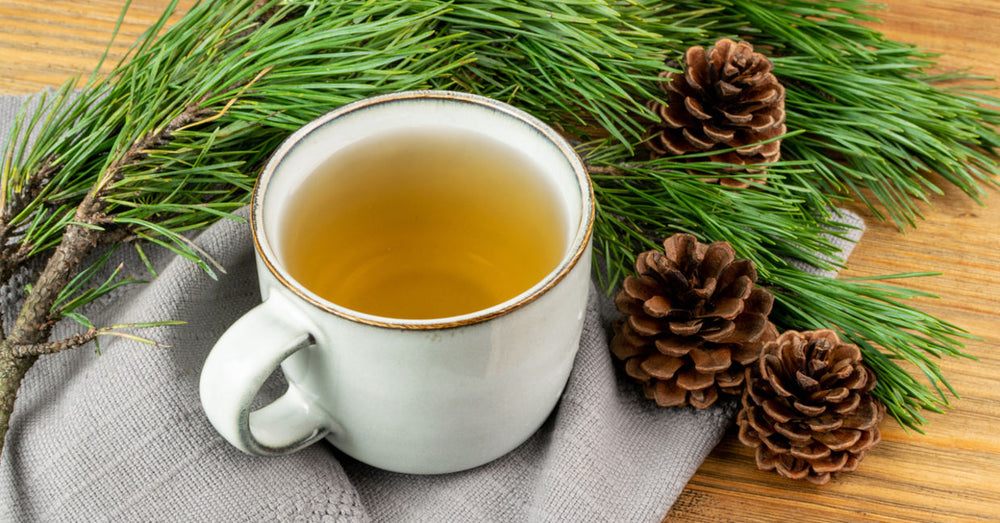 How to Brew Pine Needle Tea – Tea Life